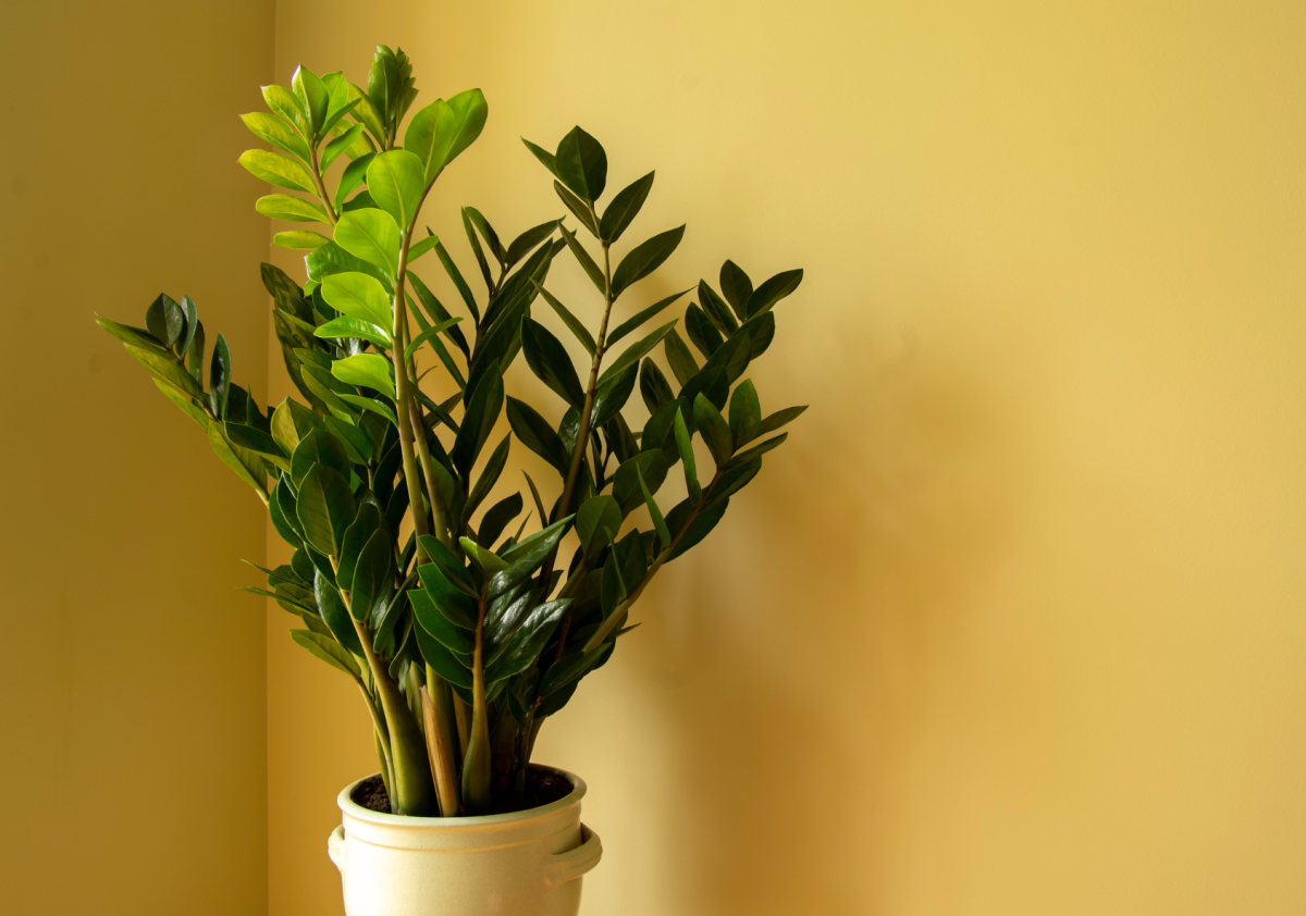 Quale pianta sta bene al buio? Ecco 5 piante da interno con poca luce ...