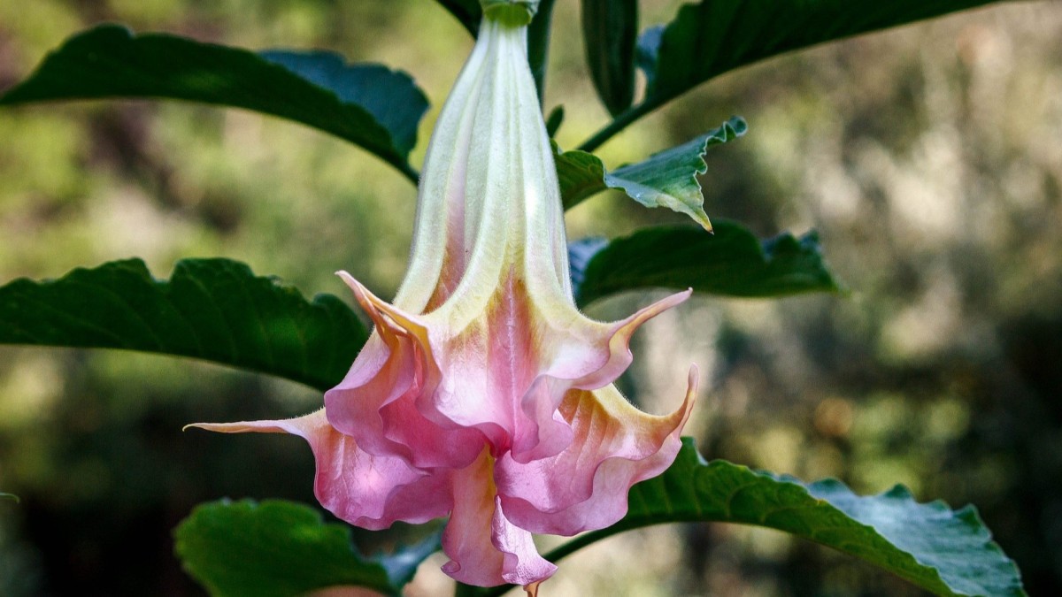 5 piante con fiori a imbuto da conoscere — idealista/news