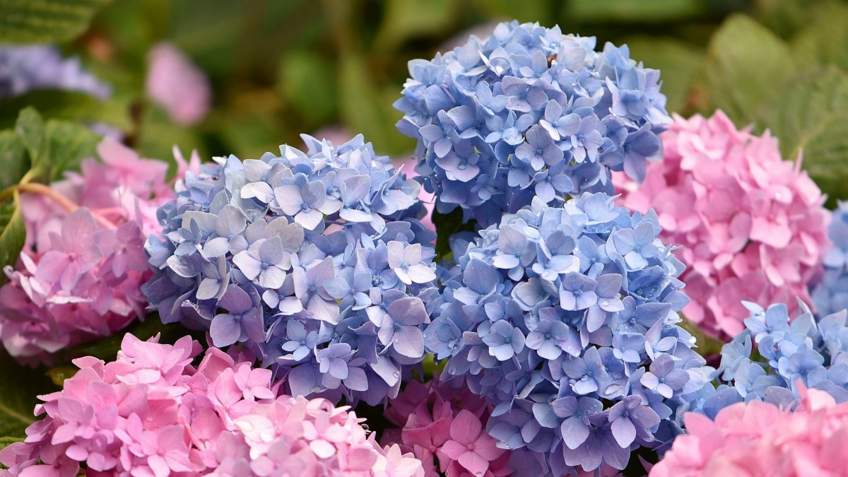 I 6 migliori fiori blu da avere in casa — idealista/news