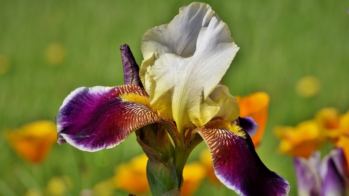 Qual è la differenza tra iris e giaggiolo? Sono la stessa pianta ...