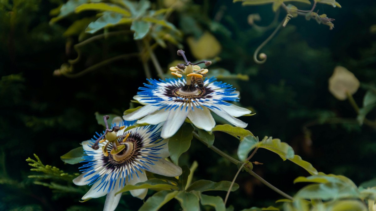 Passiflora: quando fiorisce e come coltivarla — idealista/news