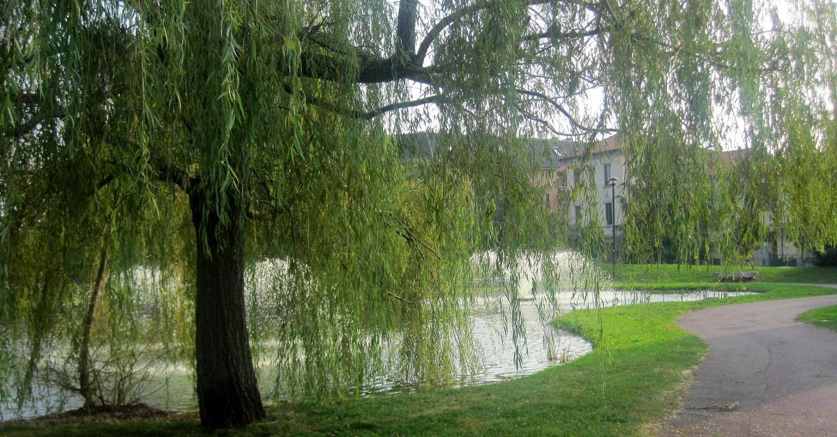 Ecco come coltivare una pianta di salice, anche come bonsai per casa ...