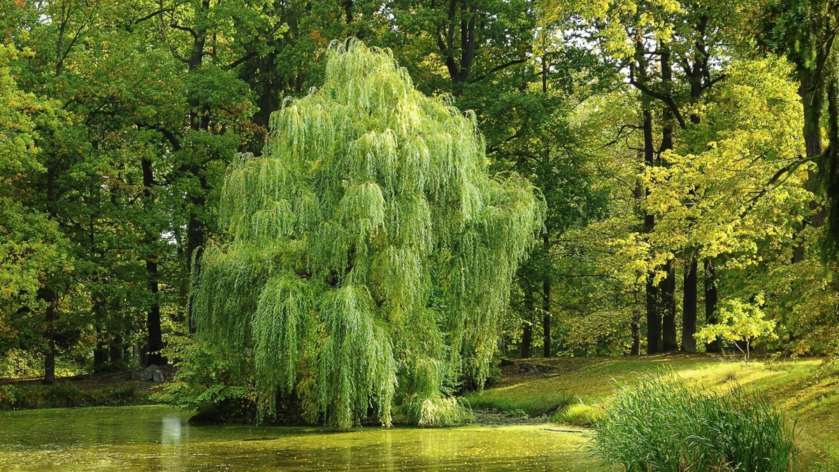 Ecco come coltivare una pianta di salice, anche come bonsai per casa ...
