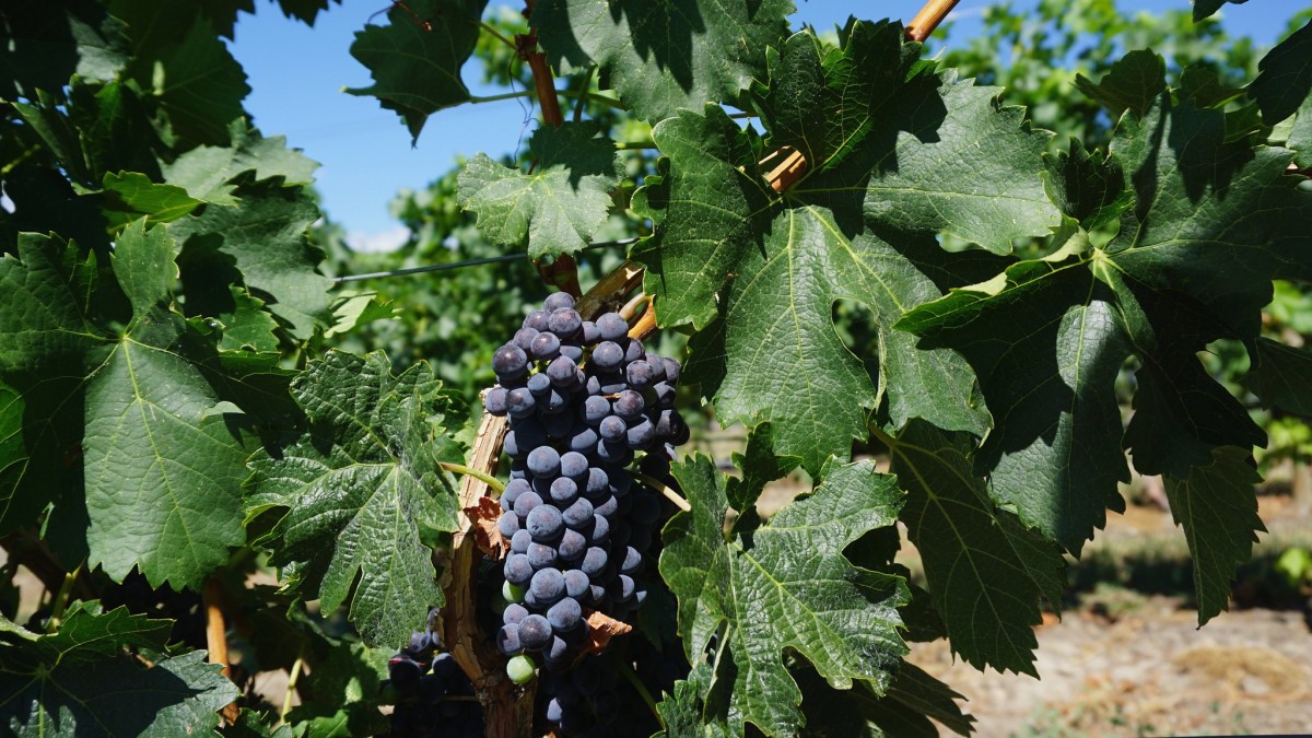 Quali sono i 4 vini tipici del Trentino-Alto Adige? — idealista/news