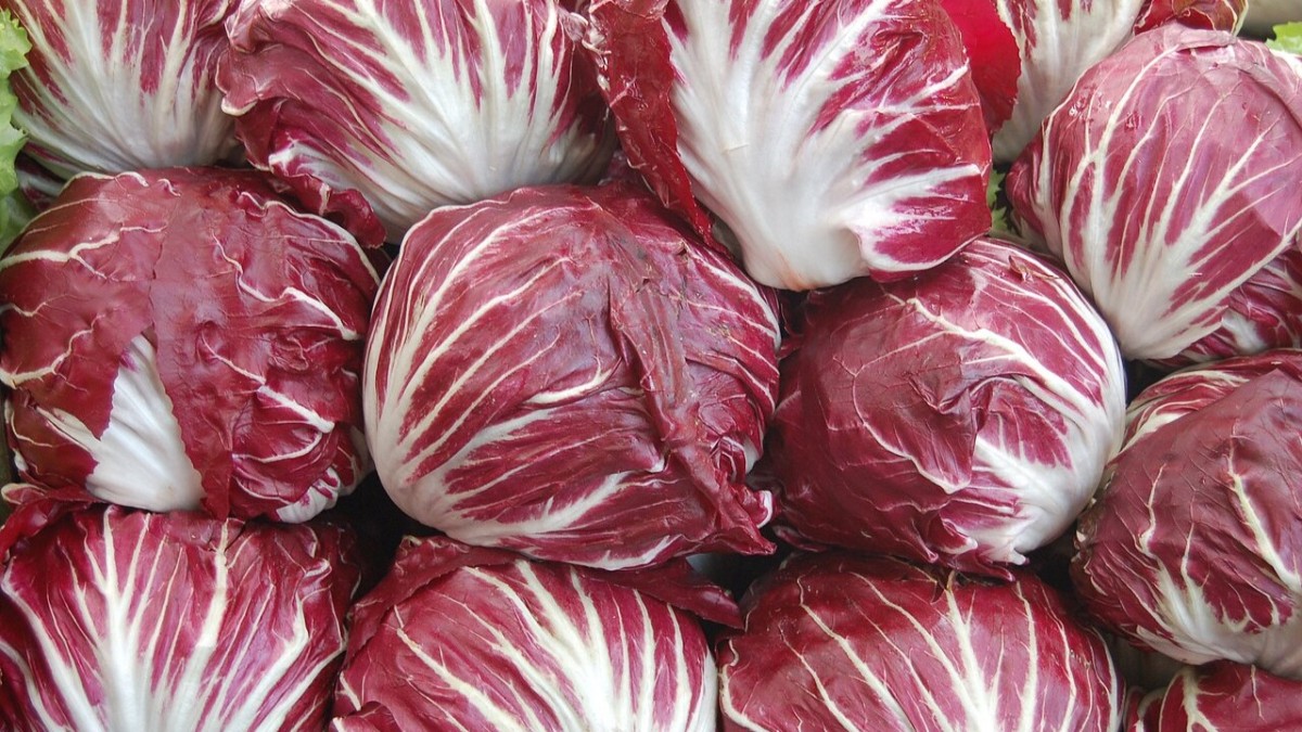 Come coltivare il radicchio in casa? Tutti i passaggi — idealista/news