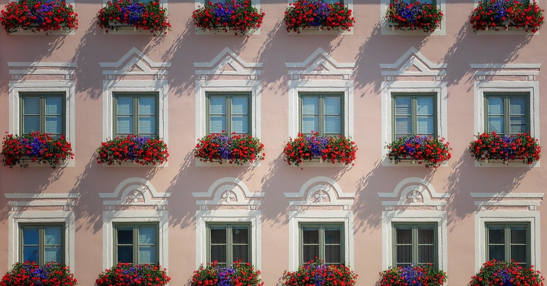 Cosa piantare a febbraio nell'orto e in vaso: fiori e ortaggi ...
