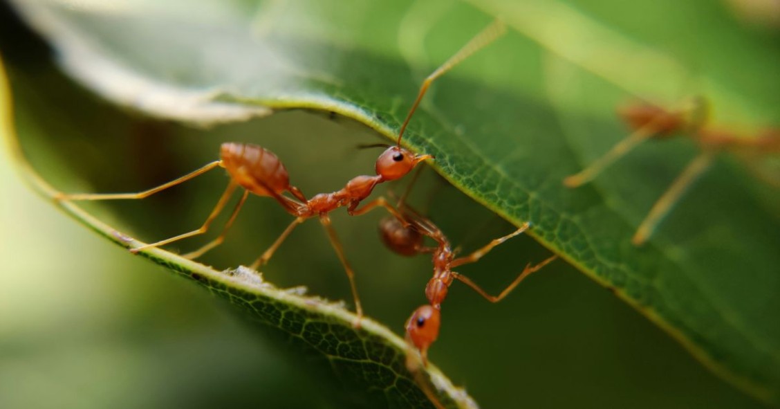 Fibra ottica in condominio: autorizzazioni e chi paga — idealista/news