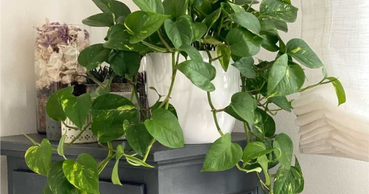 Pianta Potus: come farla crescere in casa — idealista/news