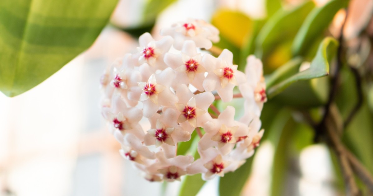 Hoya Carnosa: scopri le caratteristiche del "fiore di cera" — idealista ...