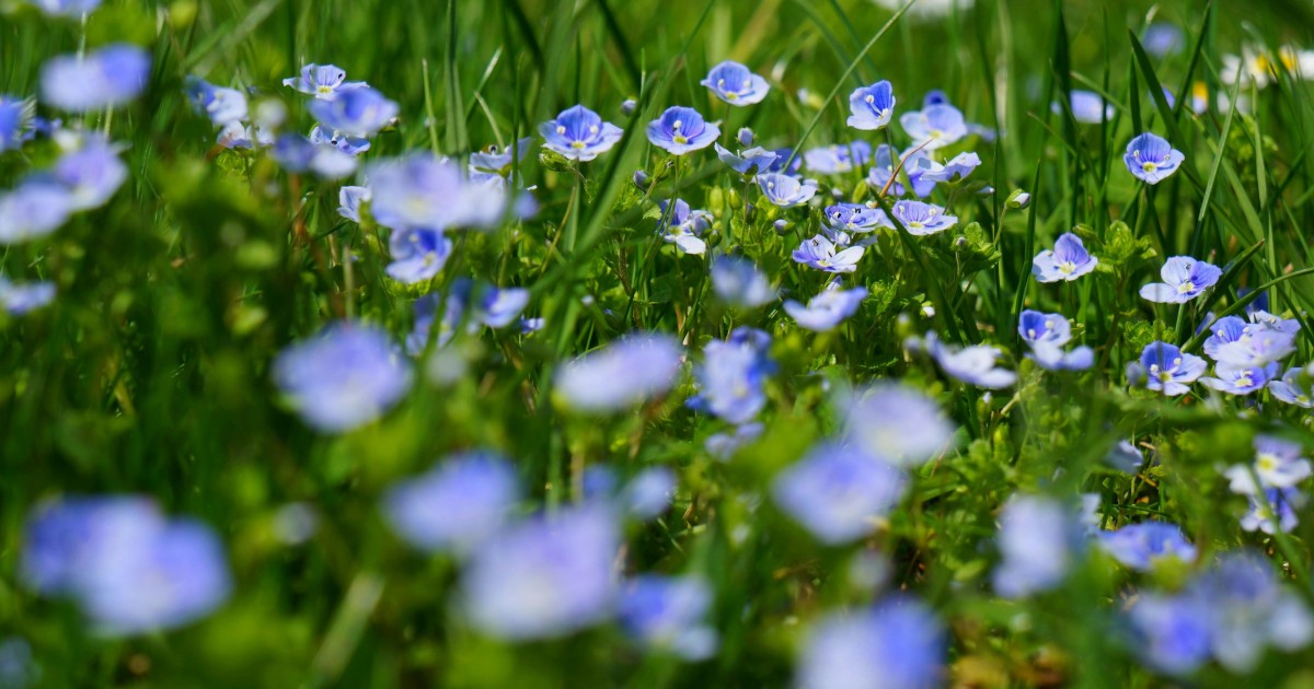 Pianta veronica: come curarla e farla crescere — idealista/news