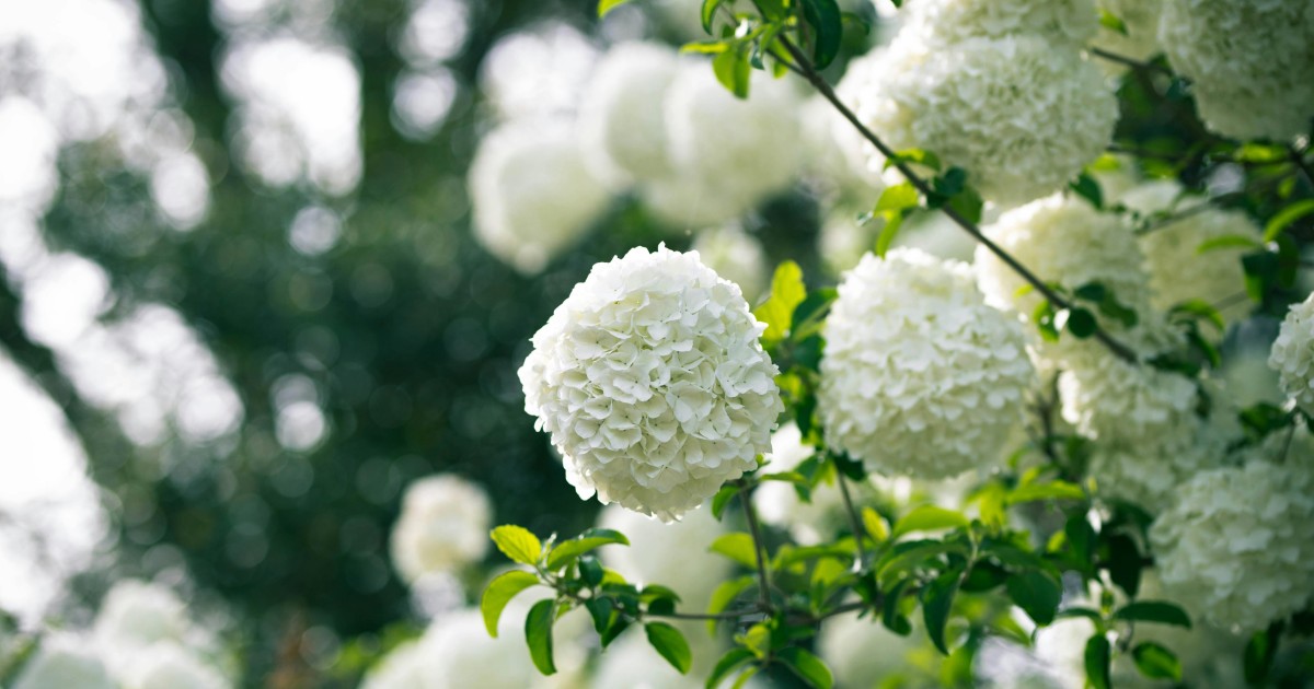 Viburno: il fiore a "palla di neve" da avere in casa — idealista/news