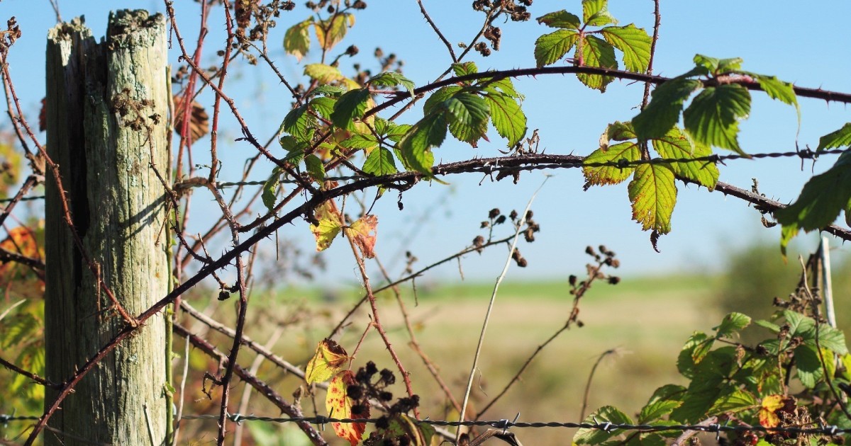 Eliminare i rovi col sale: ecco come fare — idealista/news