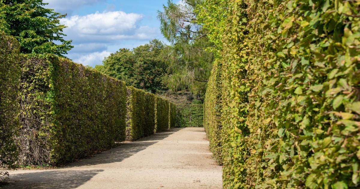 Cipresso da siepe: come coltivare e potare il Leyland — idealista/news